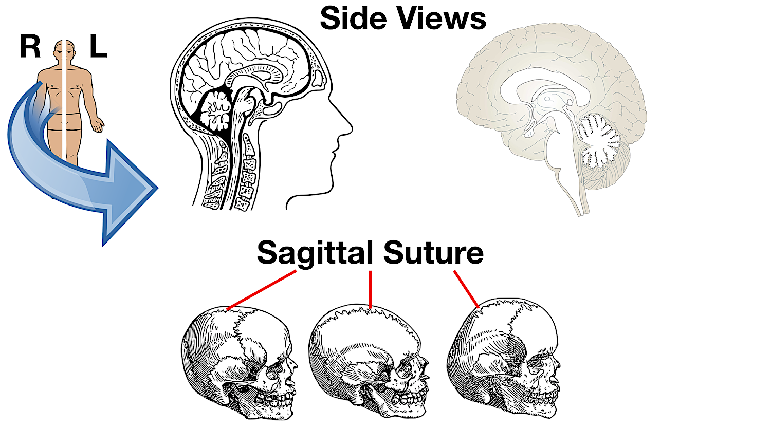 Body Planes and Sections: Anatomical Position, Directional Term ...