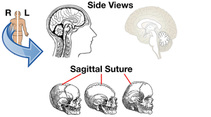 Body Planes and Sections: Anatomical Position, Directional Term ...