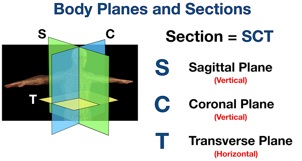 Body Planes and Sections: Anatomical Position, Directional Term ...