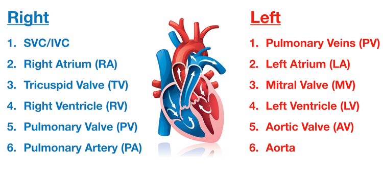Heart Blood Flow | Simple Anatomy Diagram, Cardiac Circulation Pathway ...