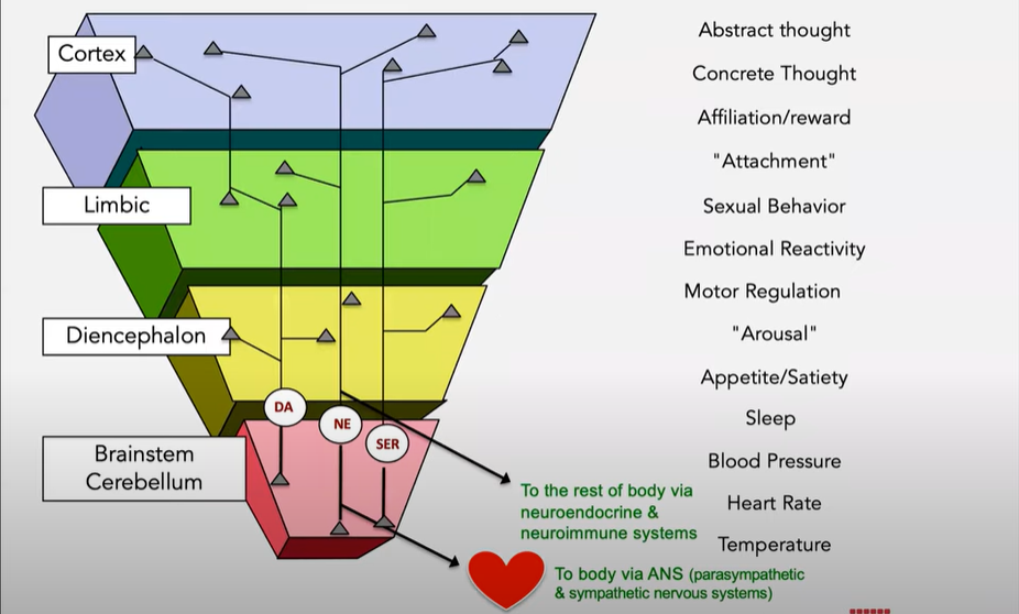 What is the Neurosequential Model of Therapeutics - NMT — Between&Within