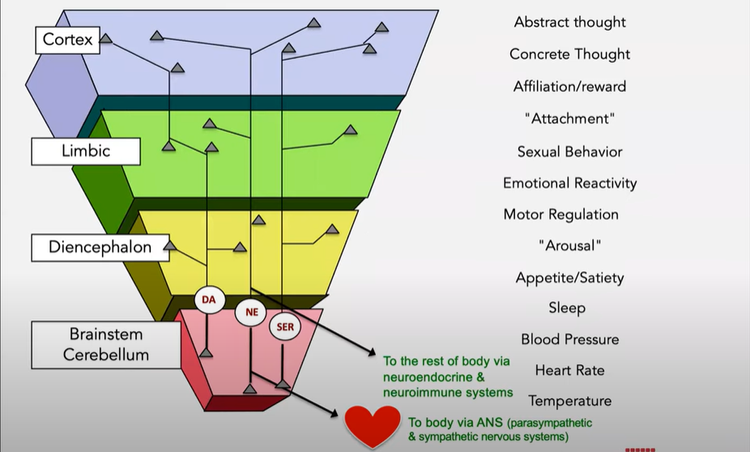 What is the Neurosequential Model of Therapeutics - NMT — Between&Within
