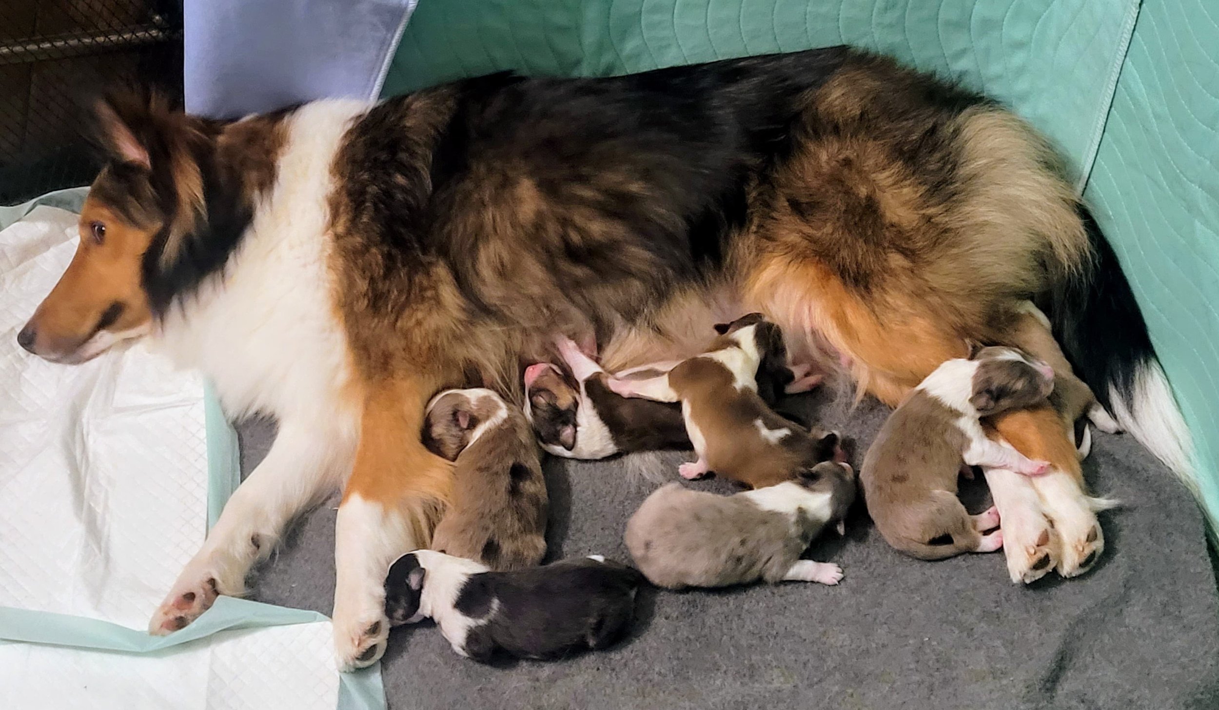 About 3 — Country Acres Shetland Sheepdogs
