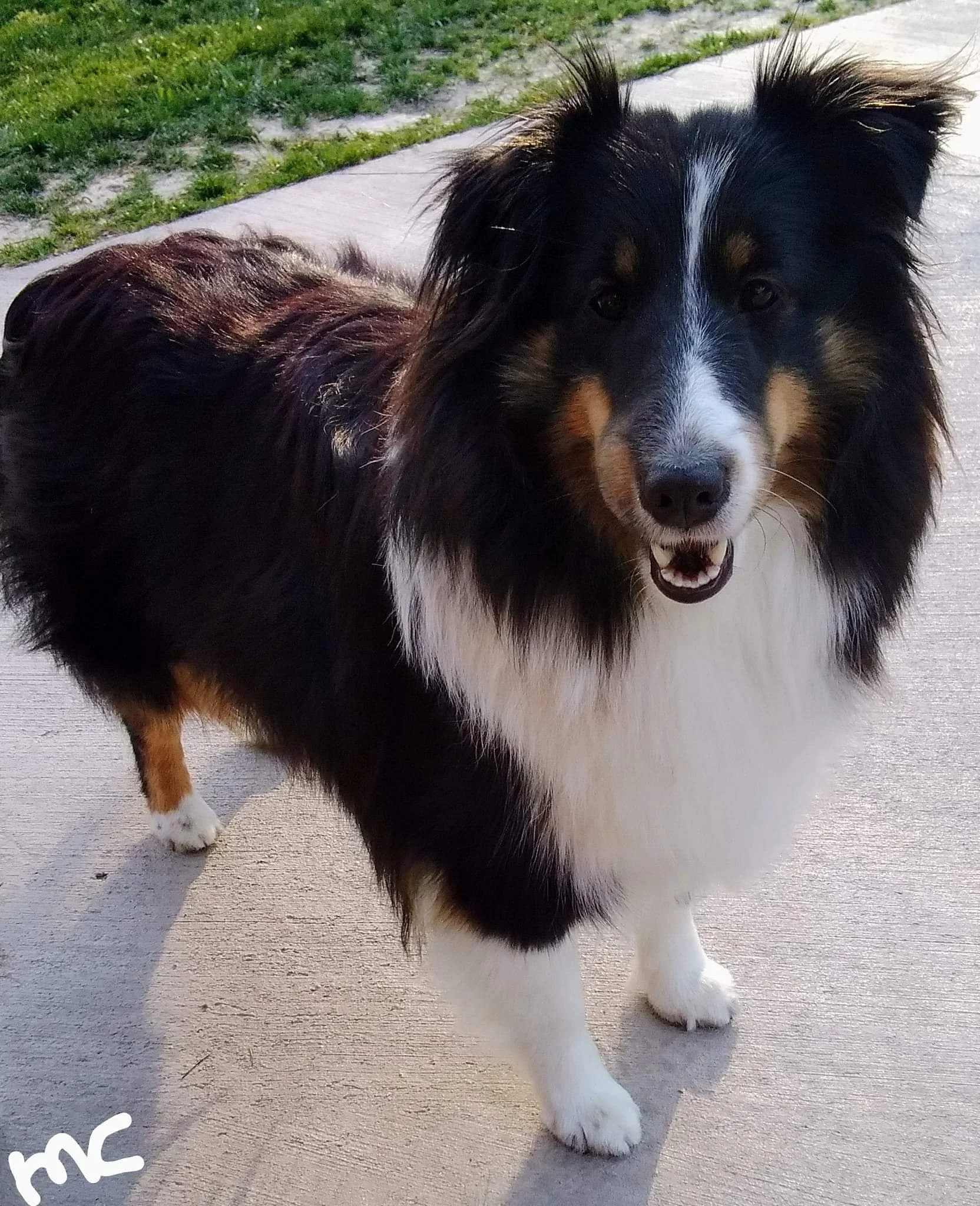 Team 1 — Country Acres Shetland Sheepdogs