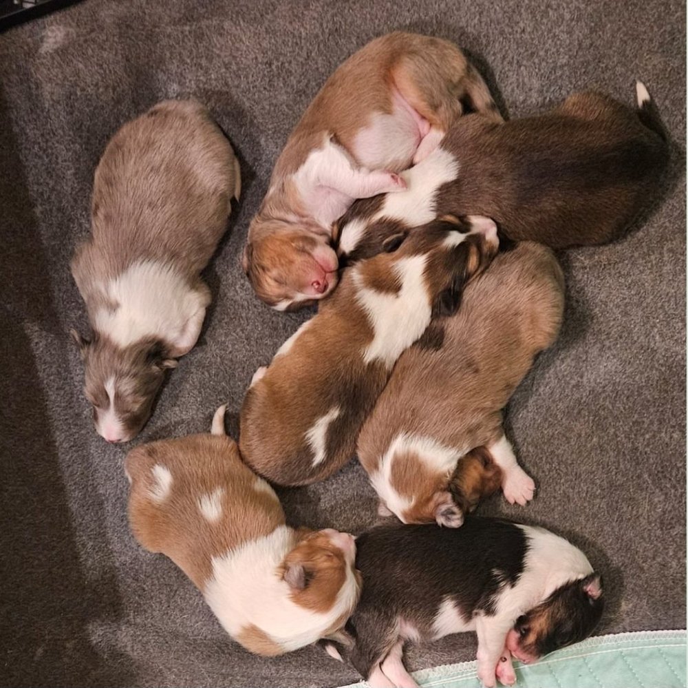 Country Acres Shetland Sheepdogs