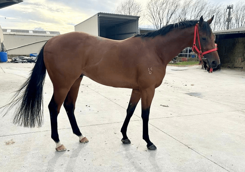 Tara’s Reward — Jack Bruce Racing