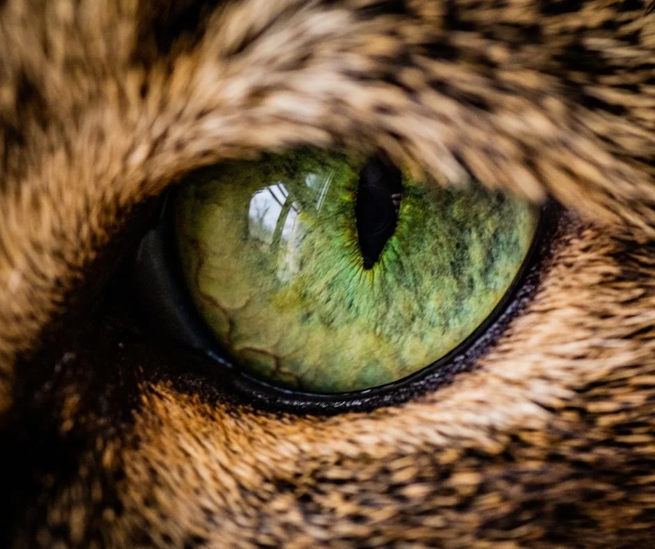 Vue du chat : comment il perçoit les couleurs et voit la nuit — Your ...