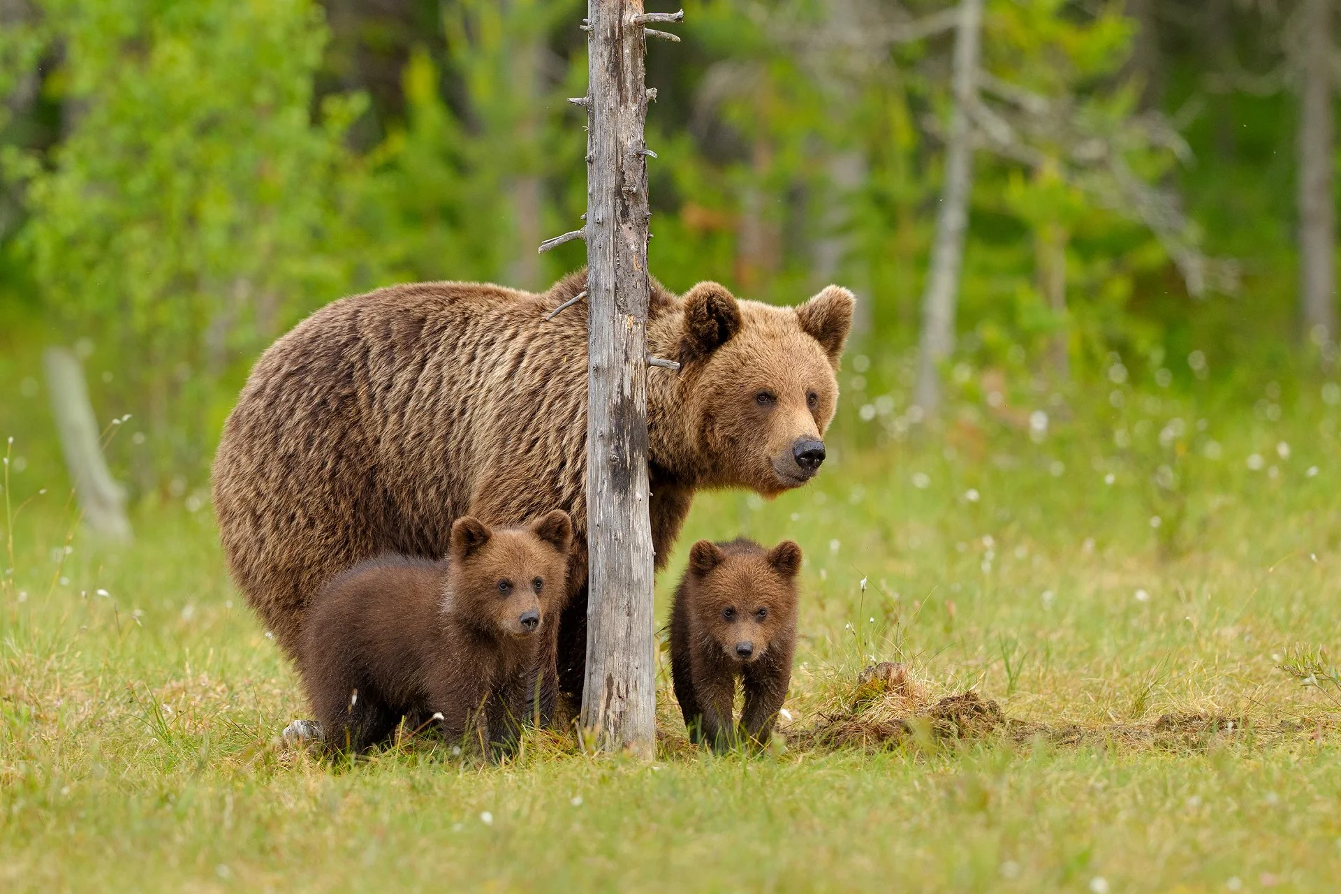 Bear Cubs Photography Tour in Finland – Summer Wildlife Experience 2026 ...