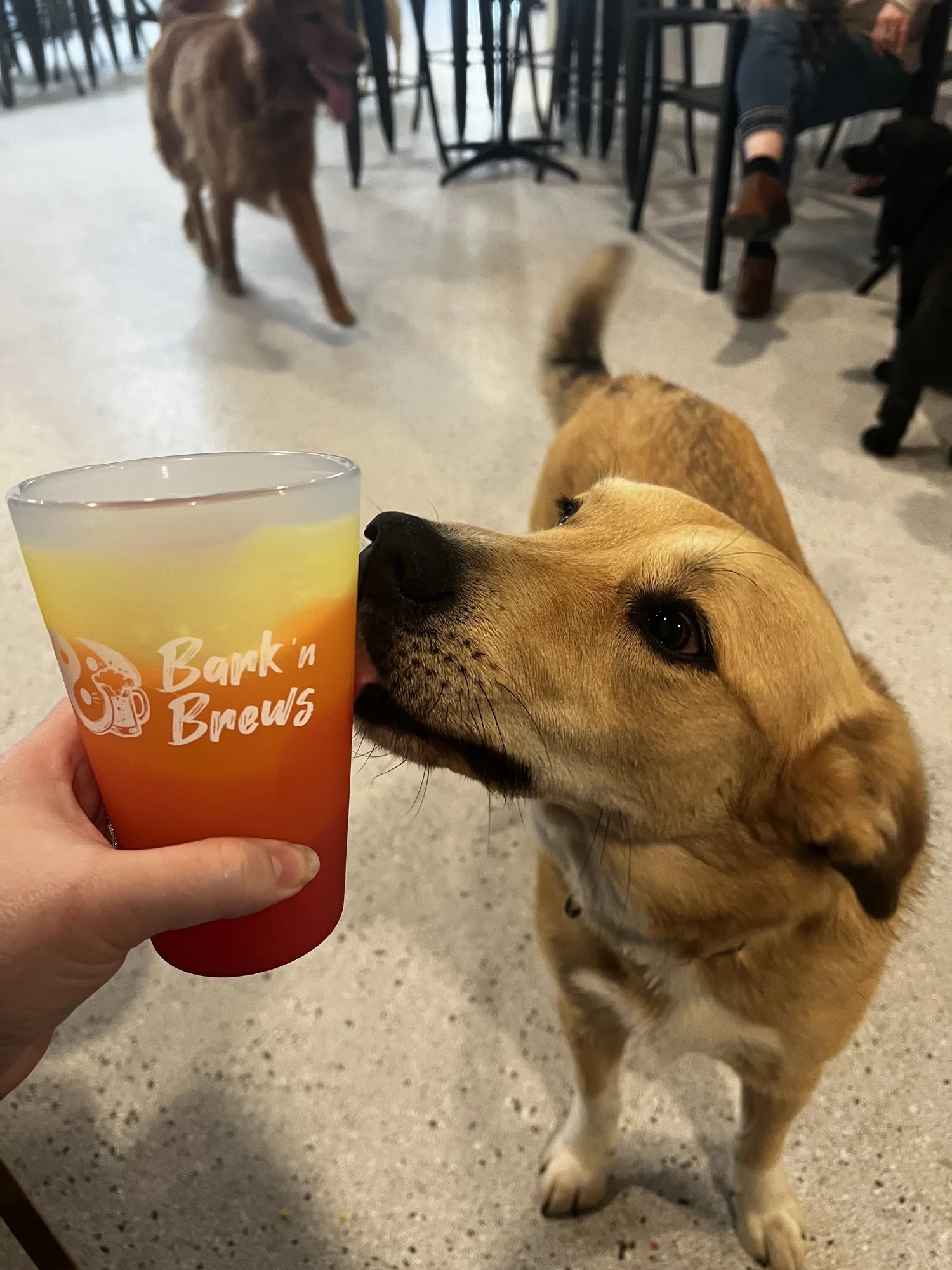 Bark 'n Brews Dog Park and Bar