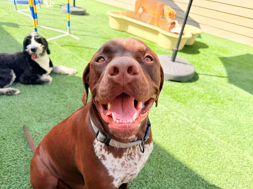 Bark 'n Brews Dog Park and Bar