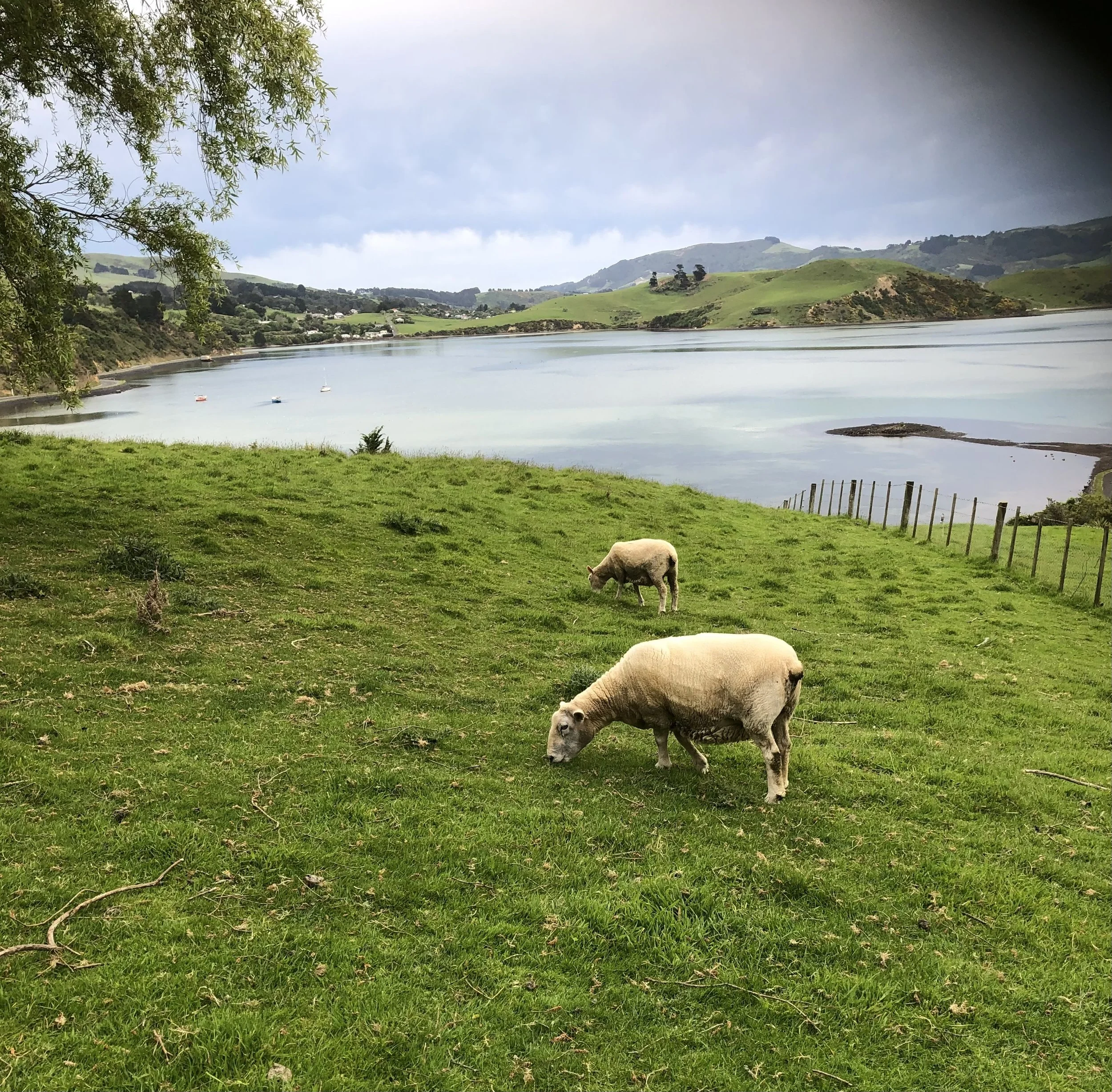 Roselle Farm | Otago Peninsula Accommodation | Dunedin | Our ...