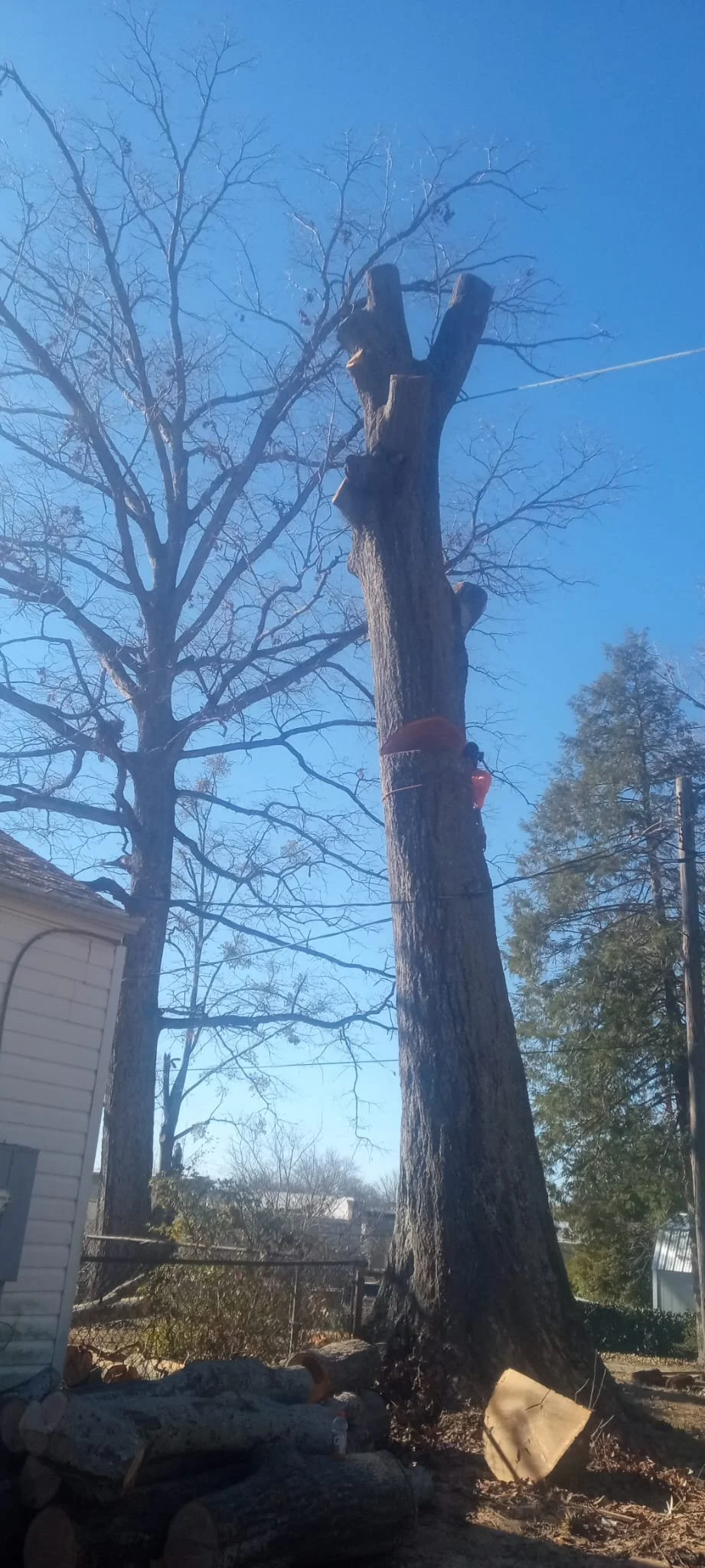 HERNANDEZ TREE SERVICE