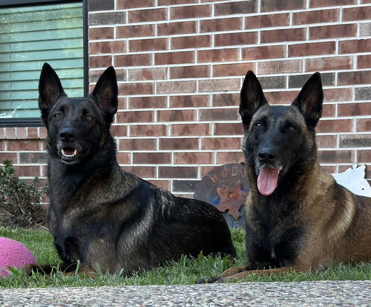 Adoption — Texas Malinois Alliance