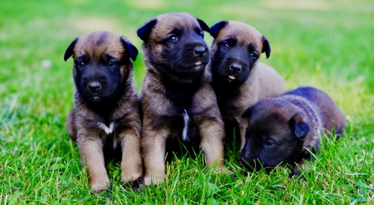 Texas Malinois Alliance