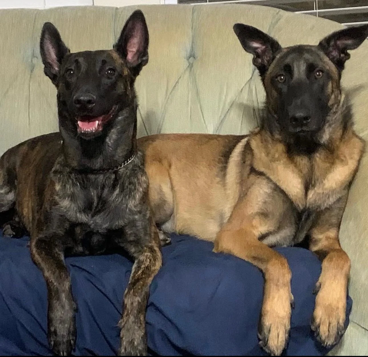 Texas Malinois Alliance