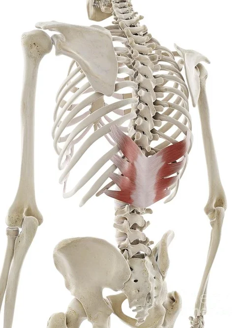 How to back bend safely so we open the front of the body without ...