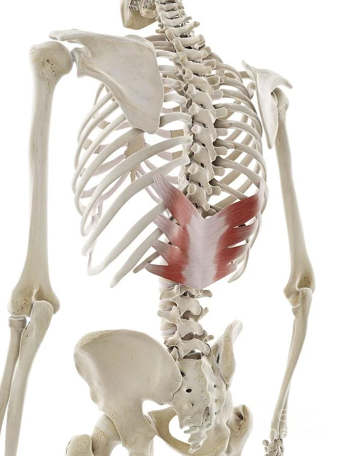 How to back bend safely so we open the front of the body without ...