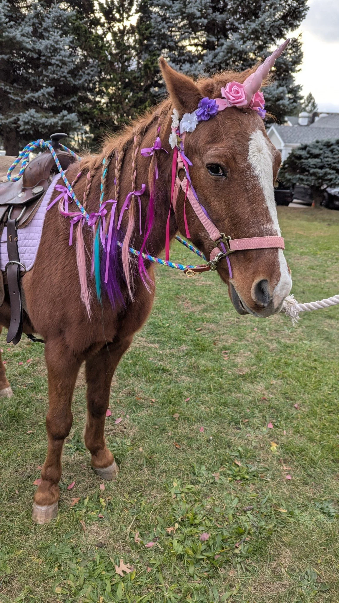 Winding Brook Farm Ponies