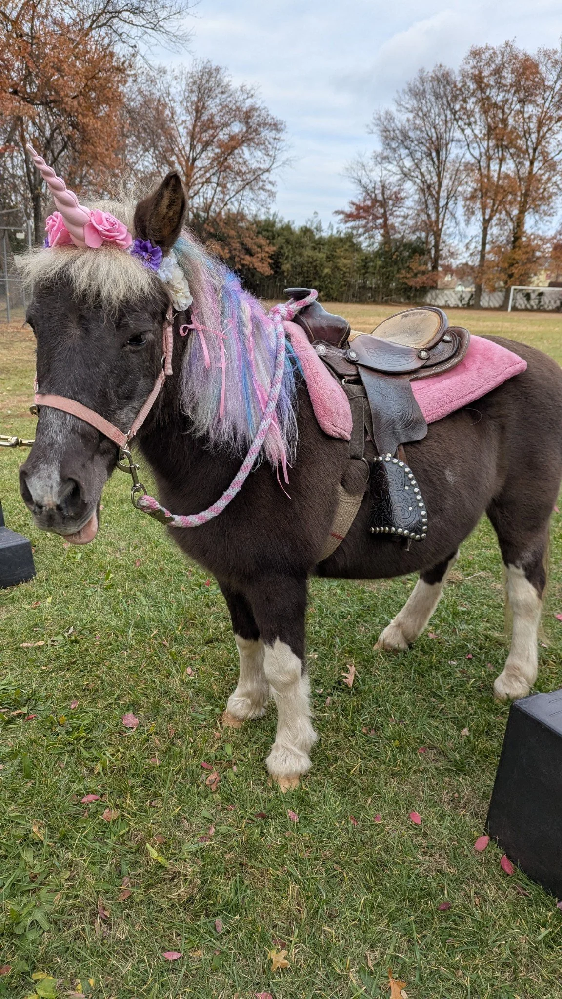 Winding Brook Farm Ponies