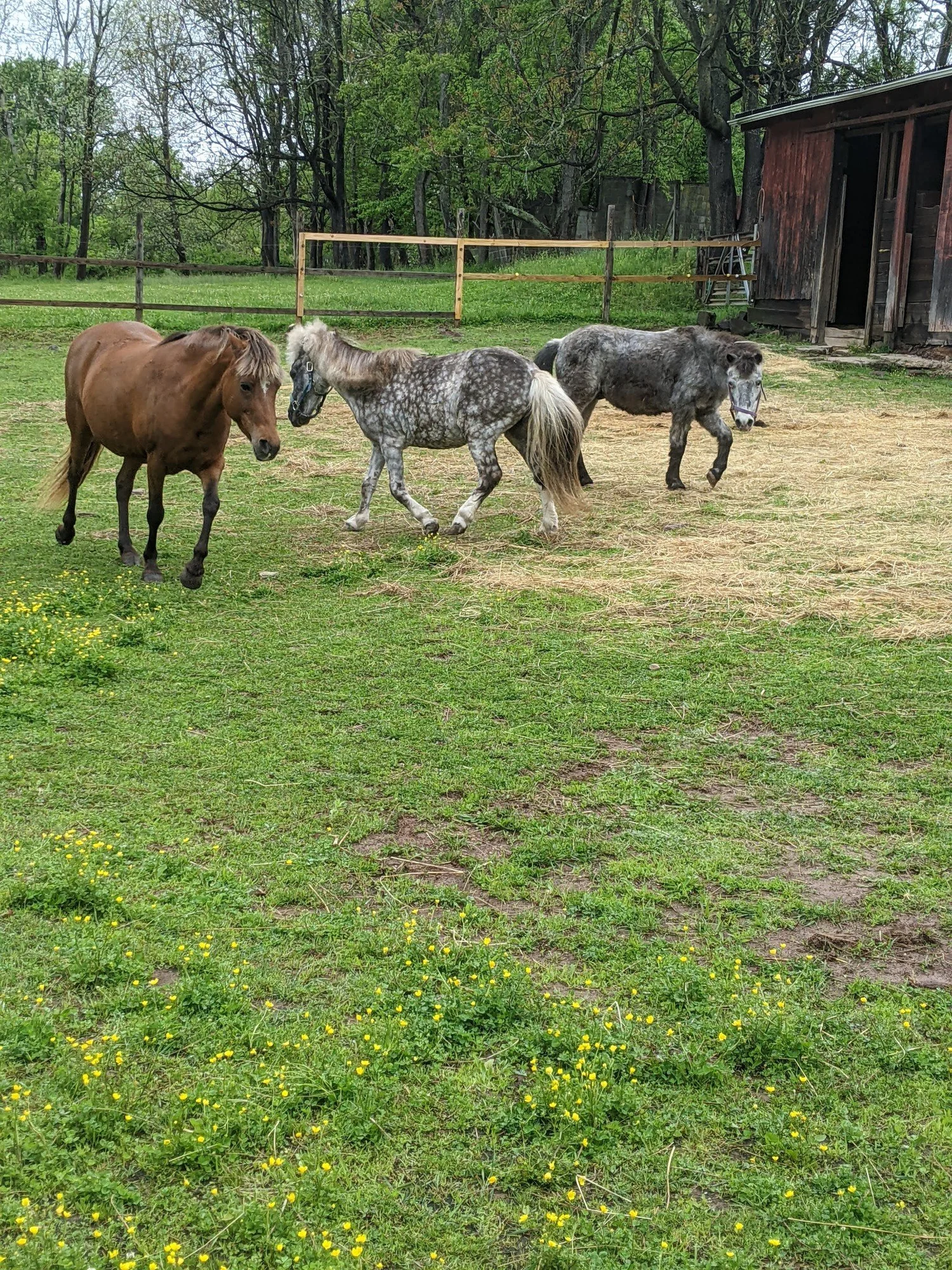 Winding Brook Farm Ponies
