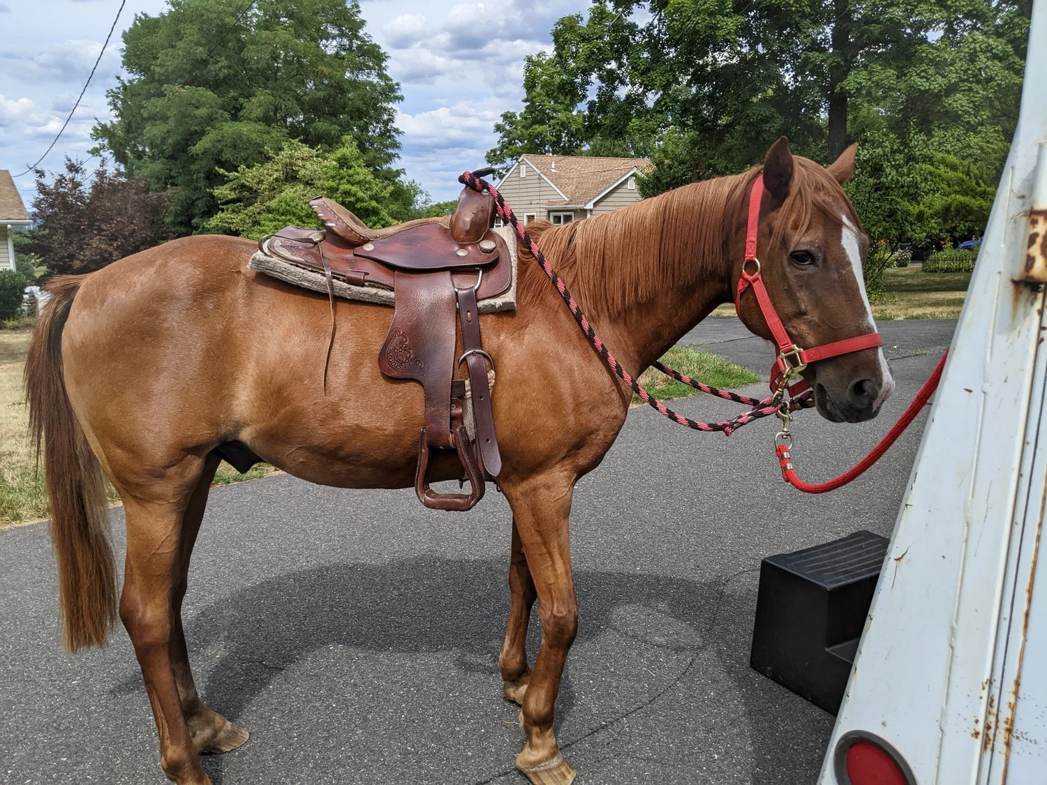 Winding Brook Farm Ponies