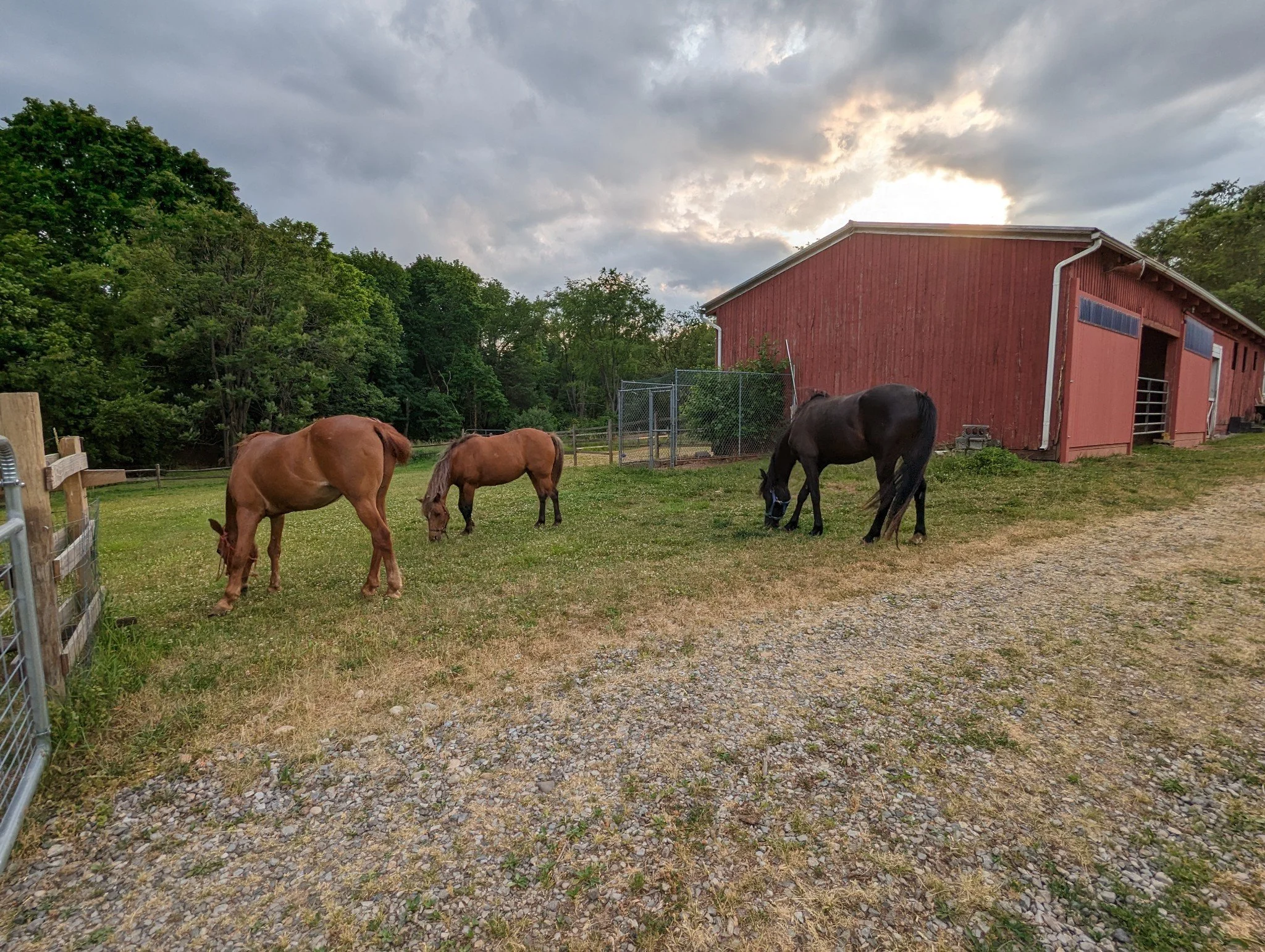 Winding Brook Farm Ponies