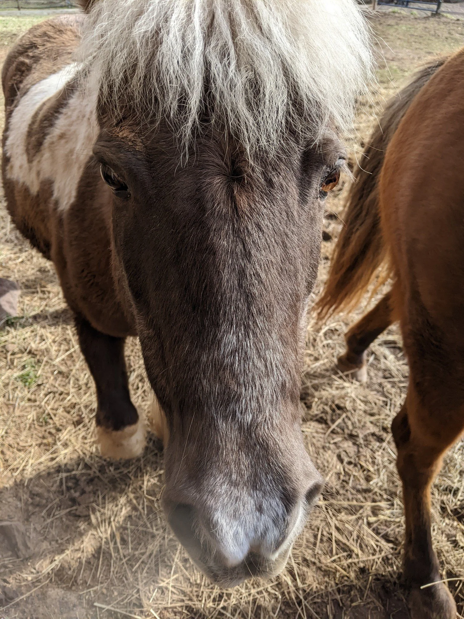 Winding Brook Farm Ponies