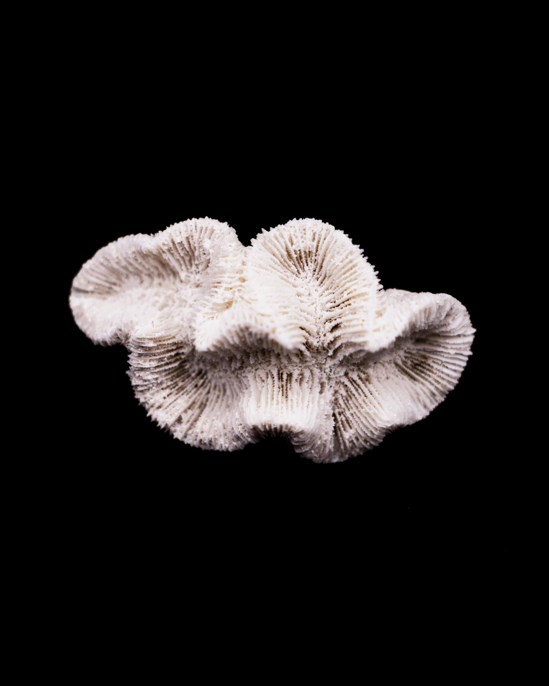 Pack shot Work — Holly Shattock