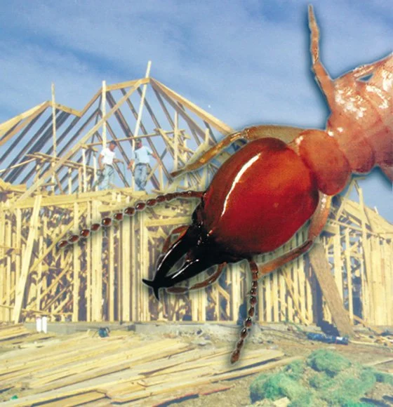 Beat Termites with Prefab Buildings the Popeye Way — Steel & Metal ...