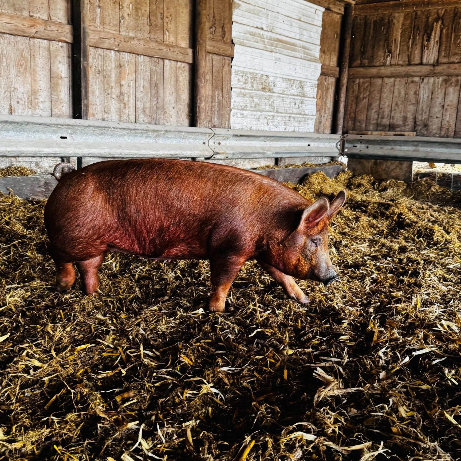 Ericson Family Farm | Broiler Chickens | Pastured Turkeys | Pasture ...