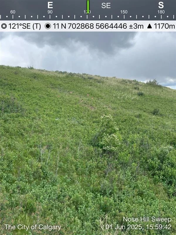 Wildlife Sweeps | Ethos Enviro