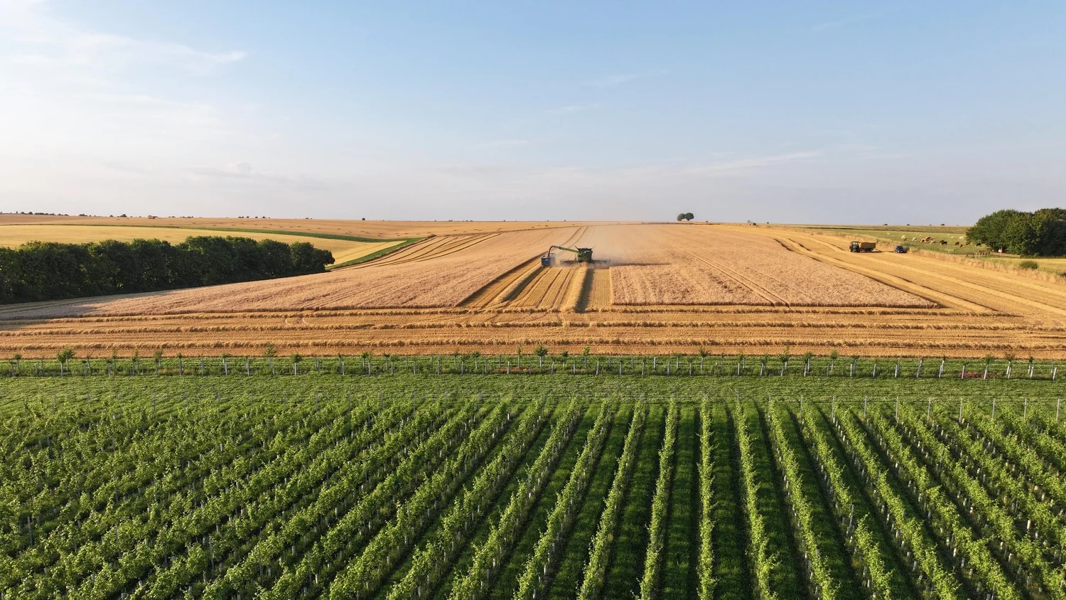 Rowles Vineyard | Berkshire | Join Our Wine Journey