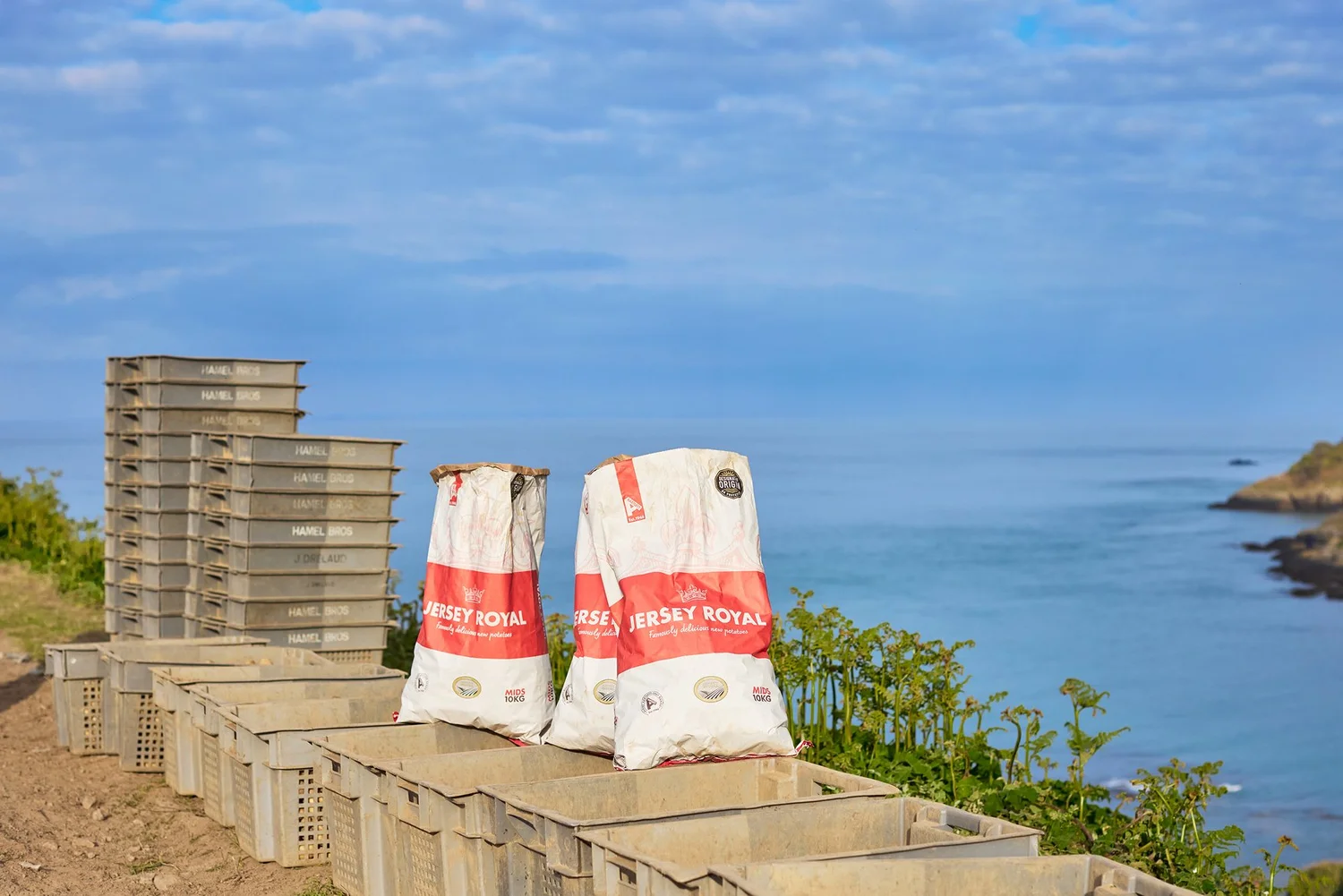 Jersey Royal | The Jersey Royal Season — Jersey Royal