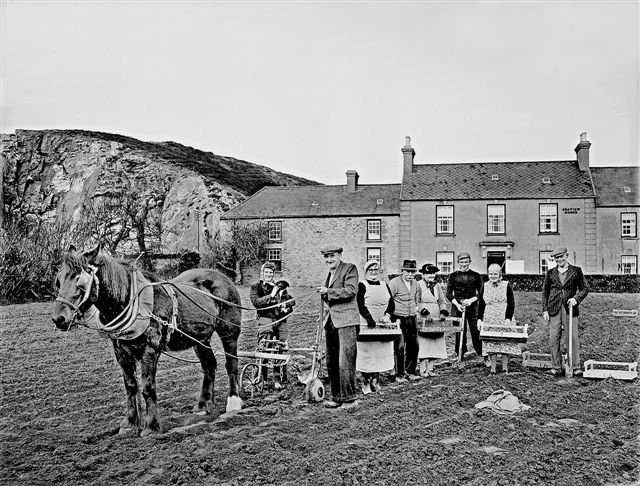 Jersey Royal | The Jersey Royal Season — Jersey Royal