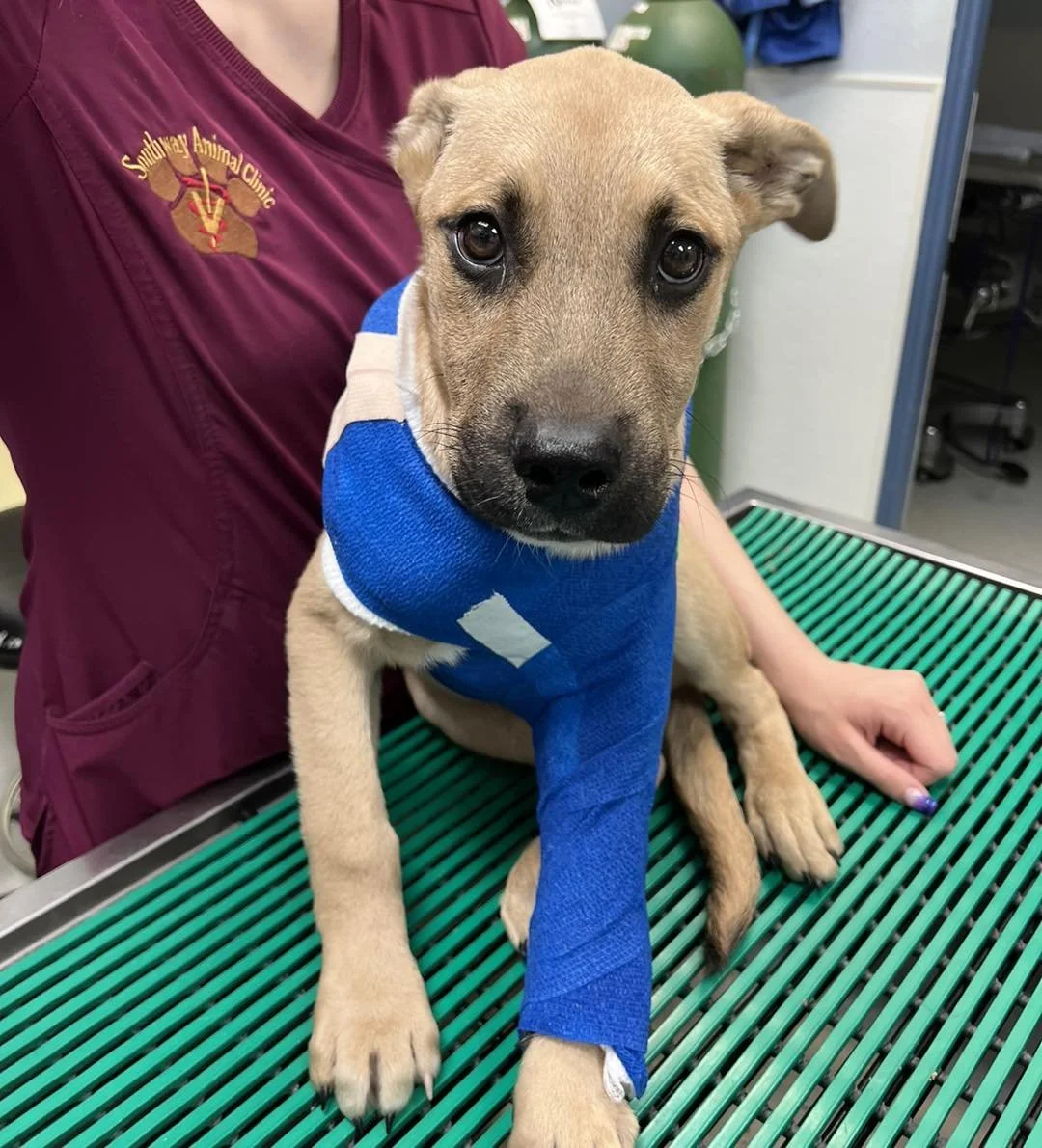 Idaho Animal Rescue Network