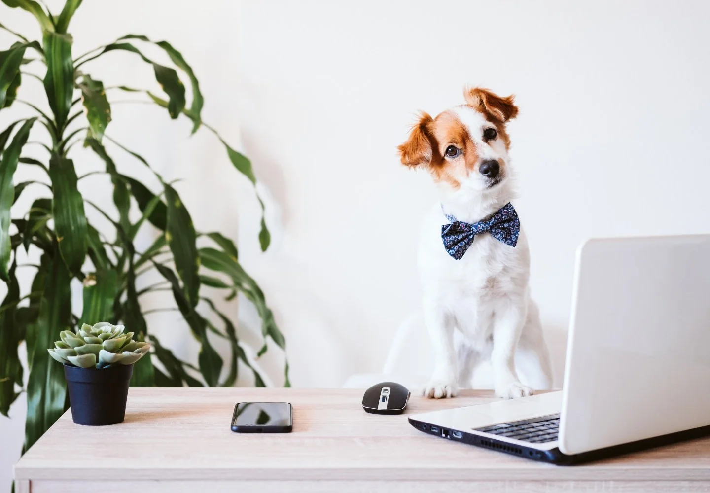 Idaho Animal Rescue Network