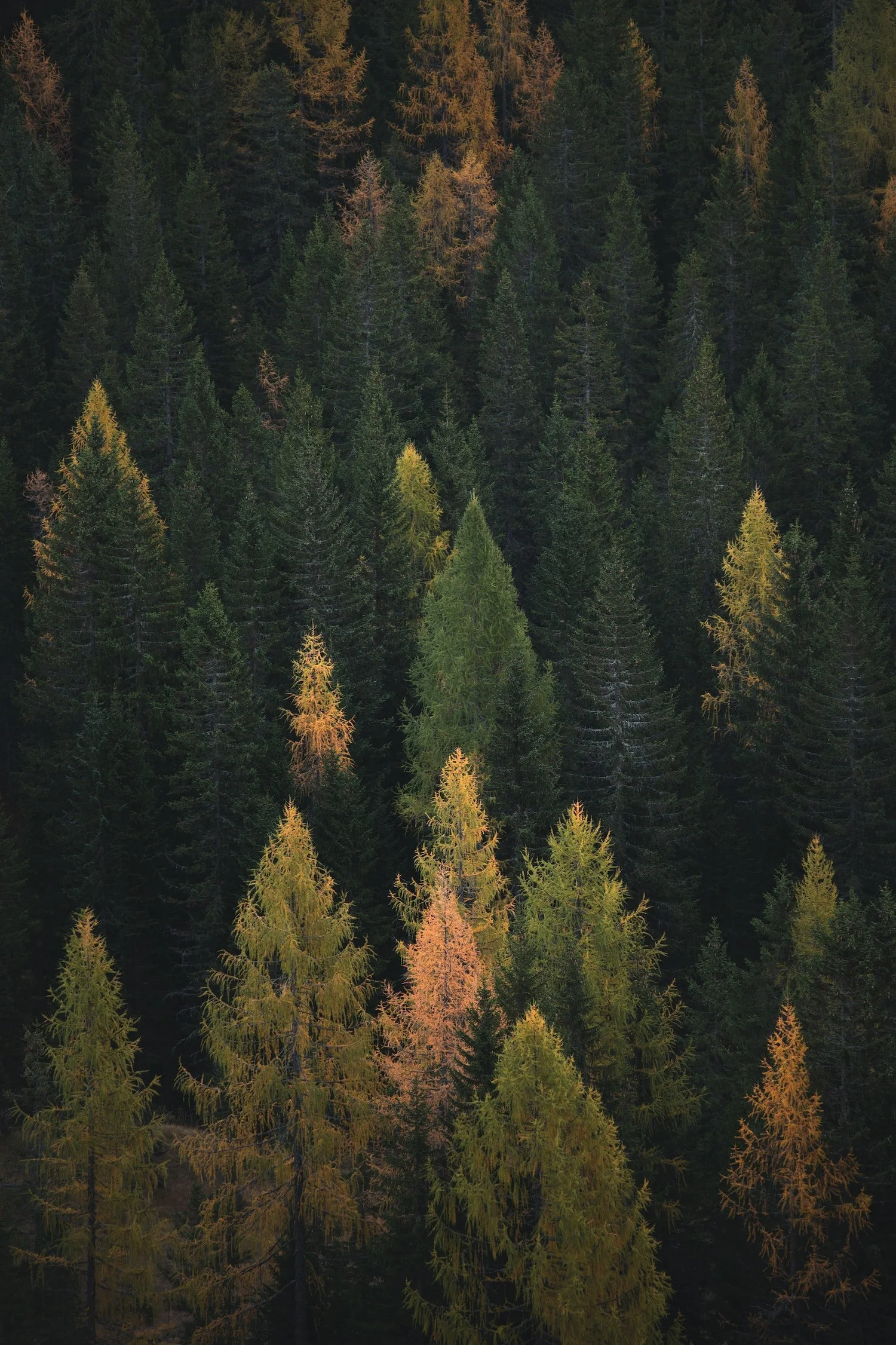 Forest Stewardship Program | Wallowa Resources