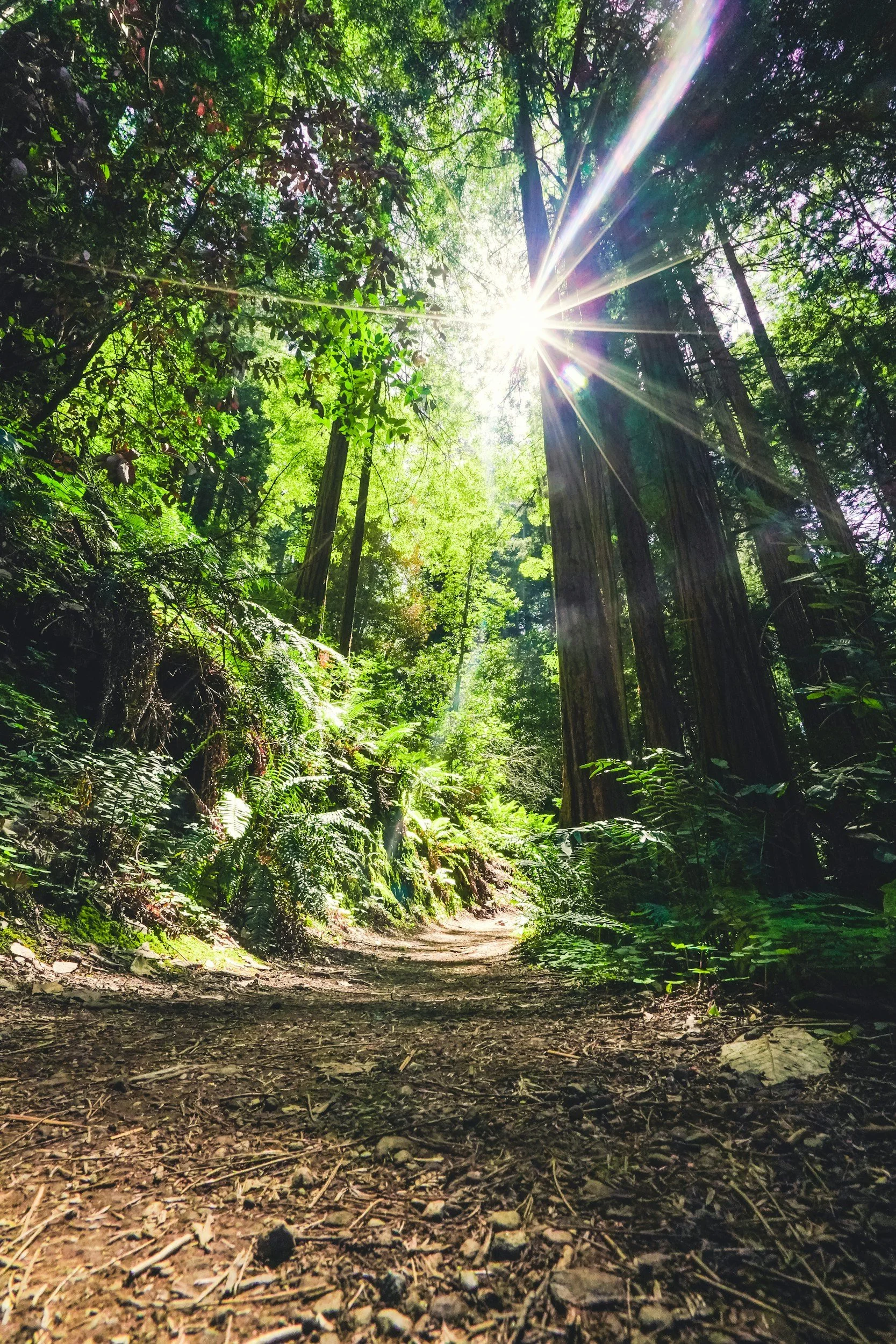 Healing Roots Therapy