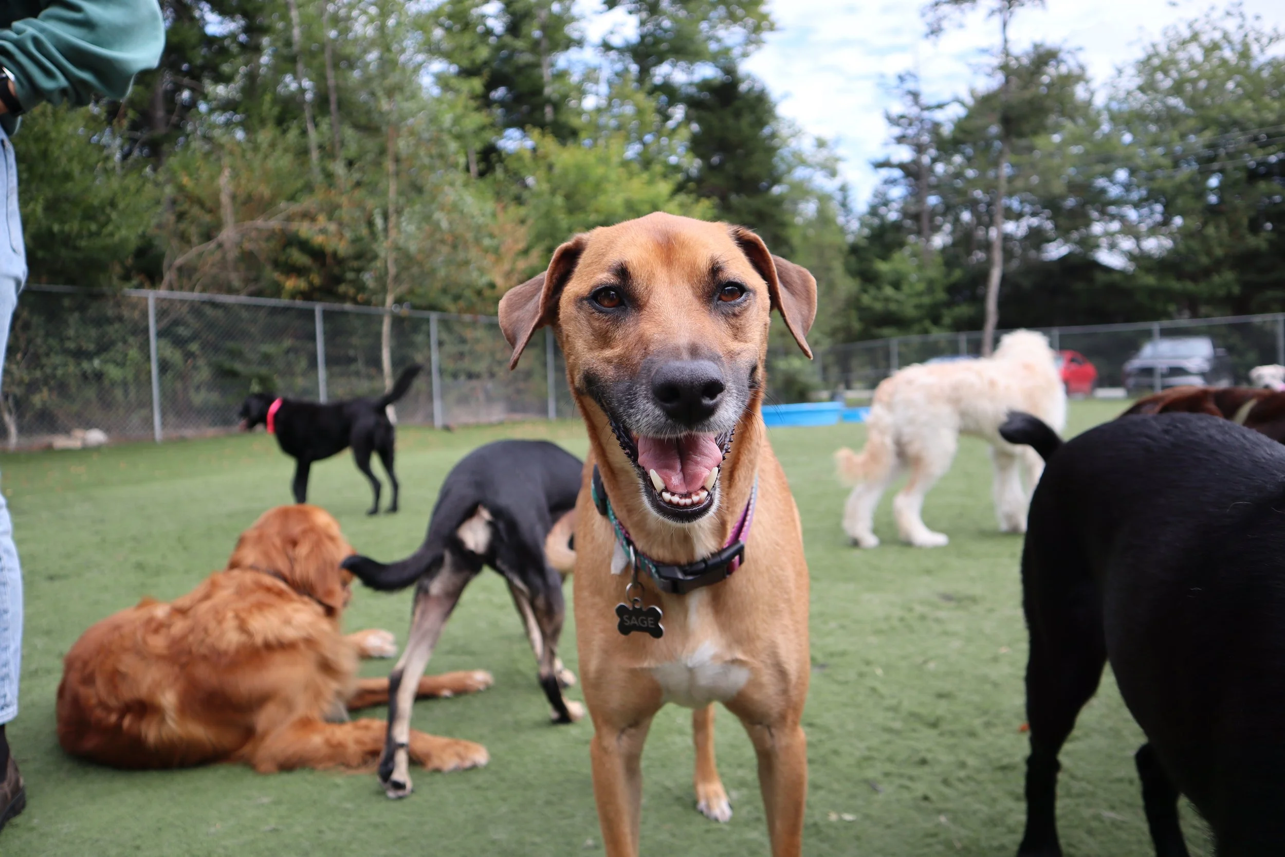 The Dog Company | Discover Tail-Wagging Fun