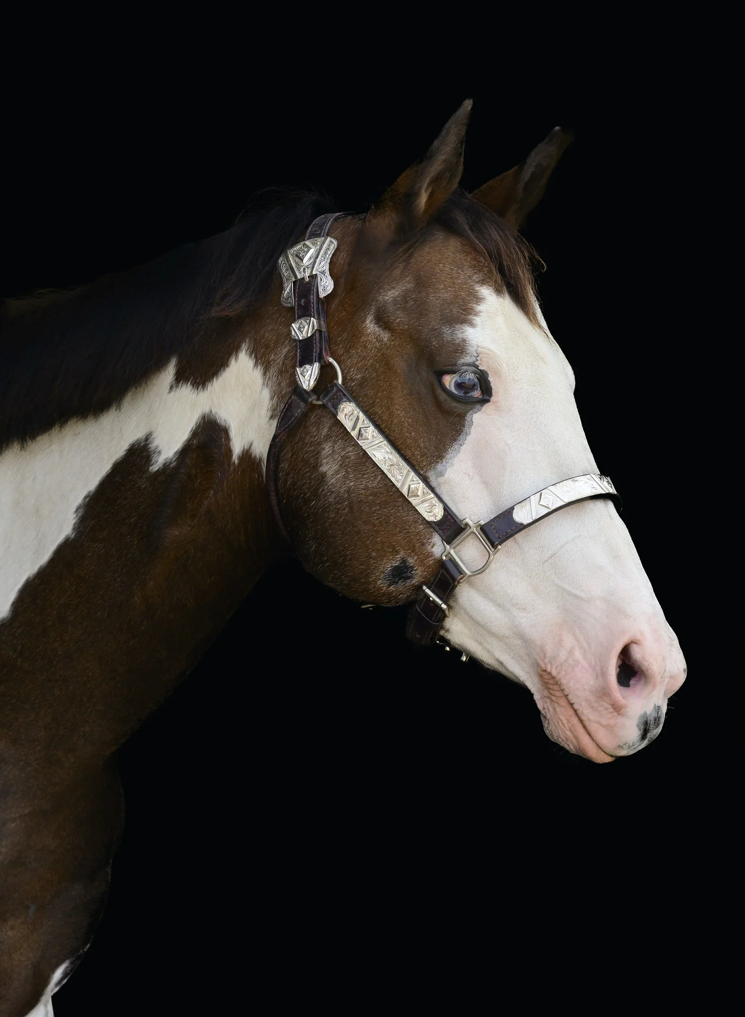 Meet Our Horses | Support Our Horses — Exceptional Equestrians