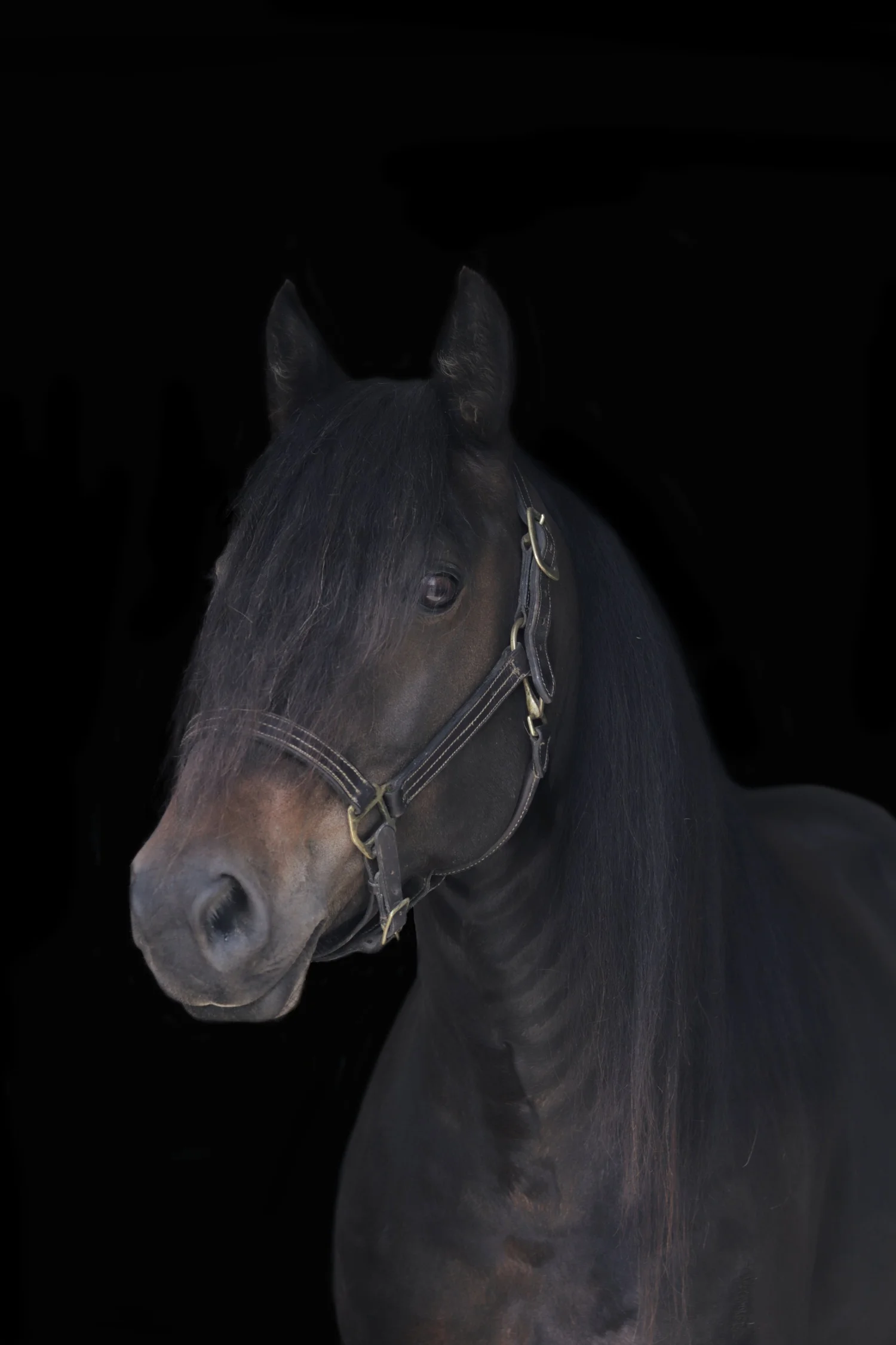 Meet Our Horses | Support Our Horses — Exceptional Equestrians