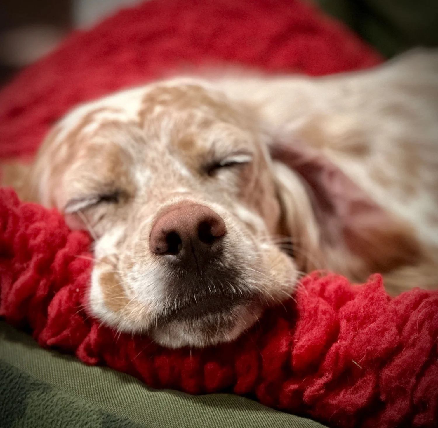 Available rescue dogs in Europe — Settusfree