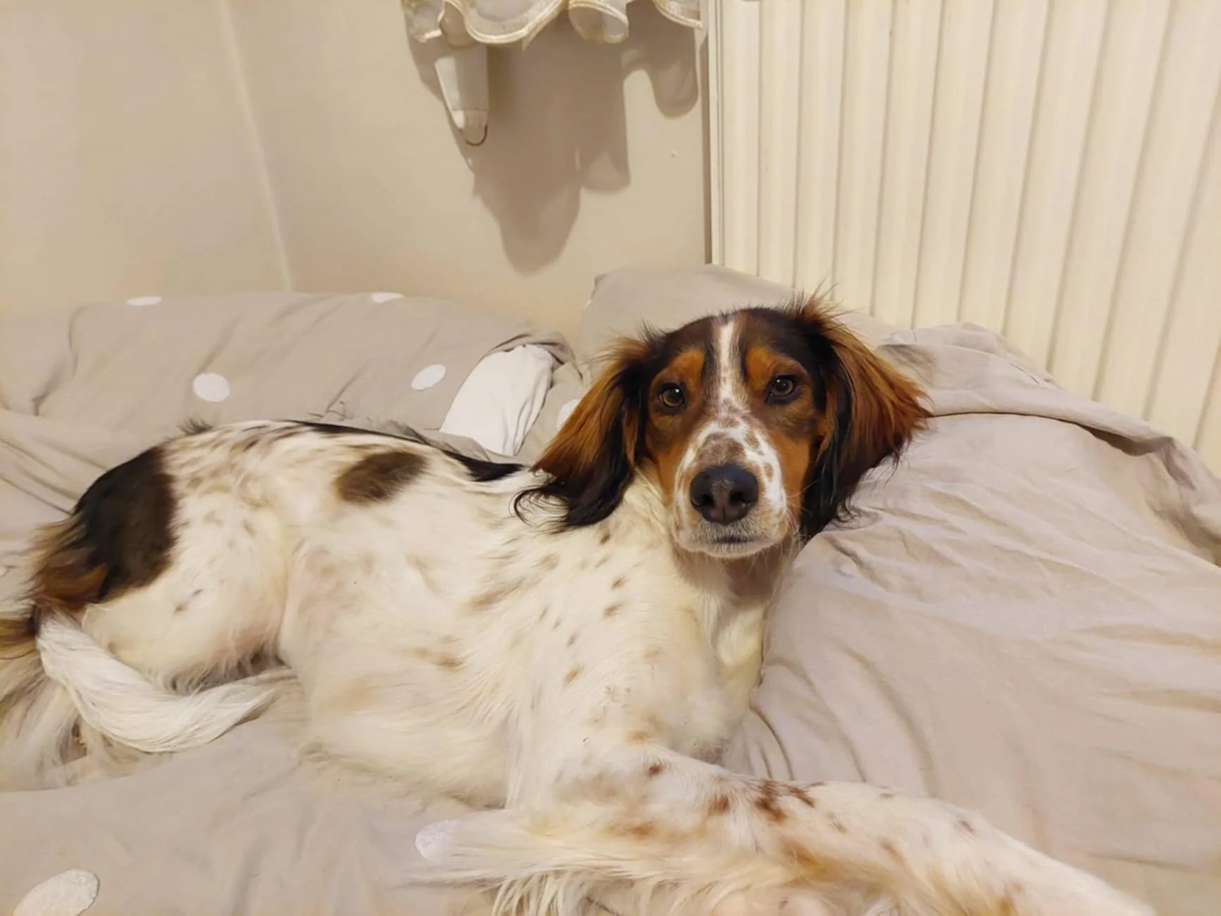Available dogs in UK foster homes — Settusfree