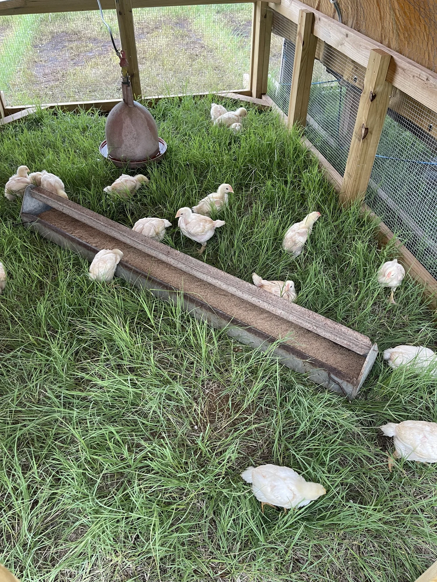 Whippoorwill Holler | High-Quality Meats | Beef | Pork | Poultry | Farm ...