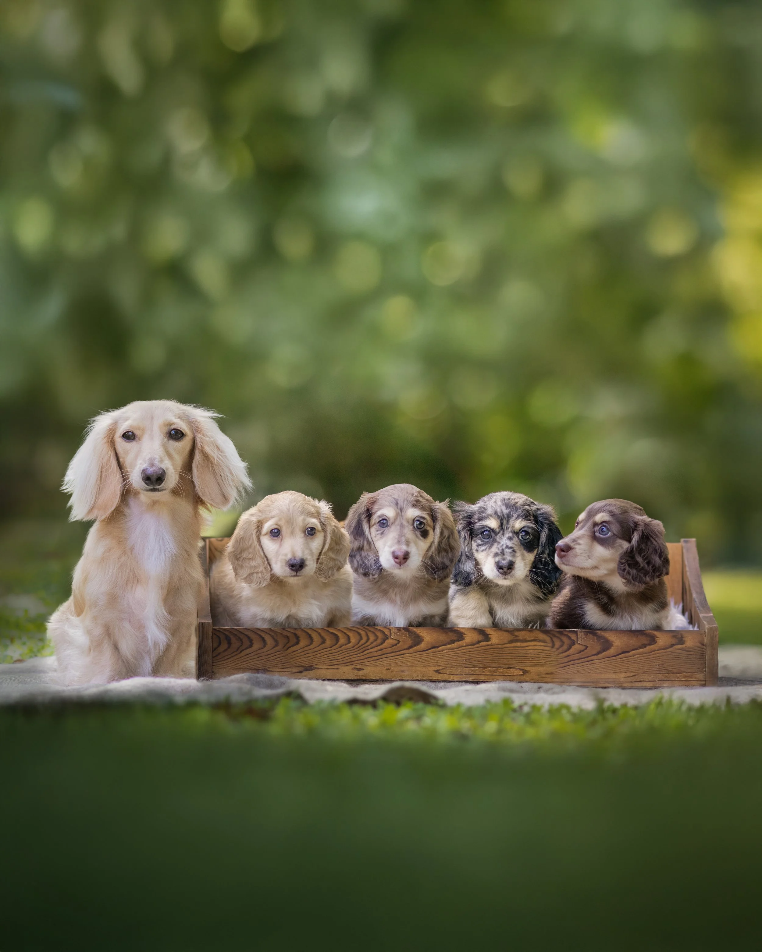 Photoshoot Packages — Courtraits Photography