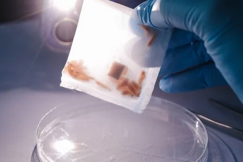 Maggot Treatment — Cuprina MENA