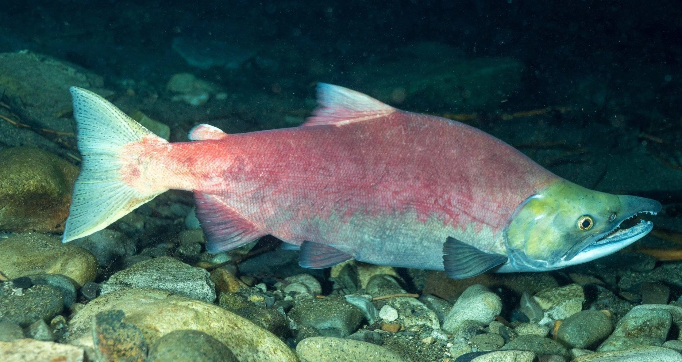 Mid-Columbia Fisheries