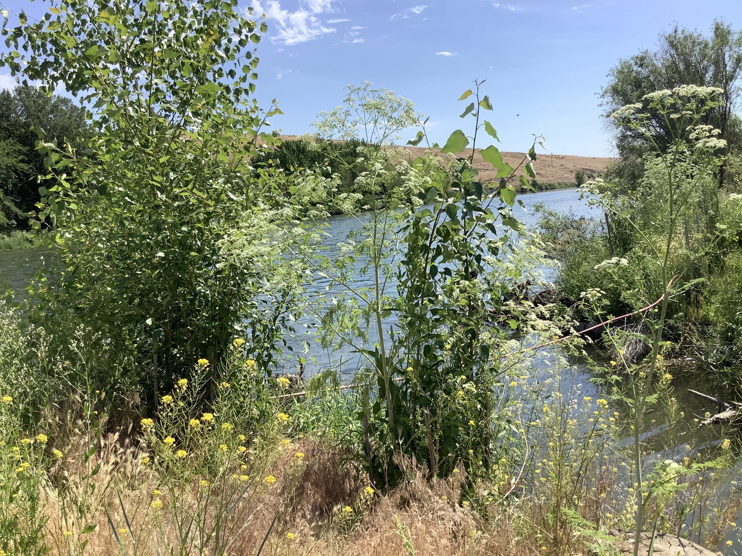 Lower Yakima River Assessment — Mid-Columbia Fisheries