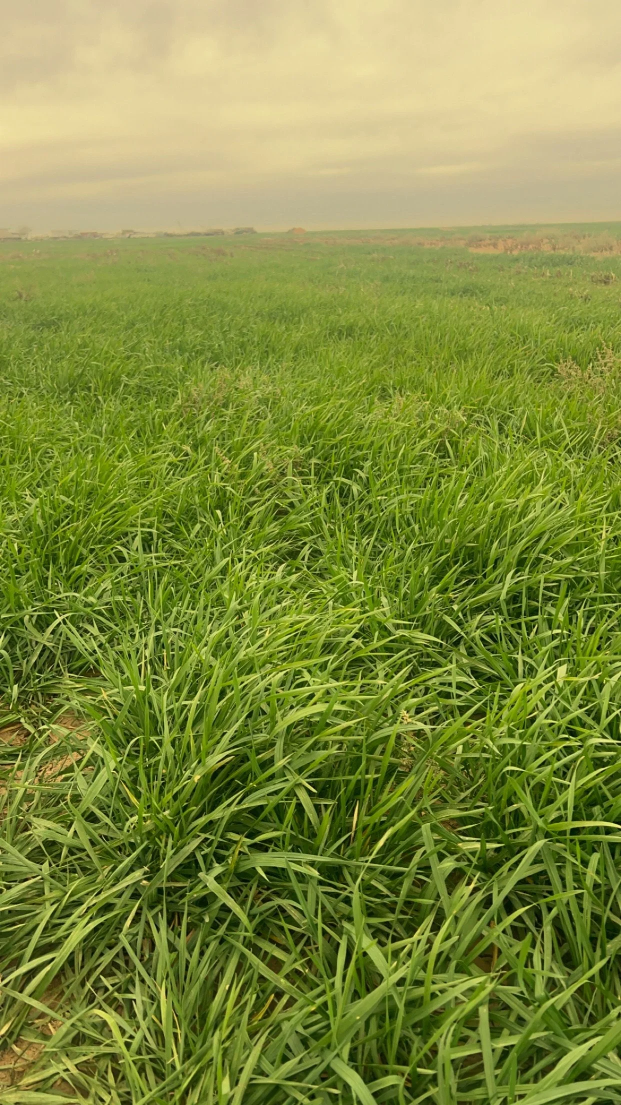 Holy Cow | Grassfed Beef | DFW | Midland | Austin | Delivery