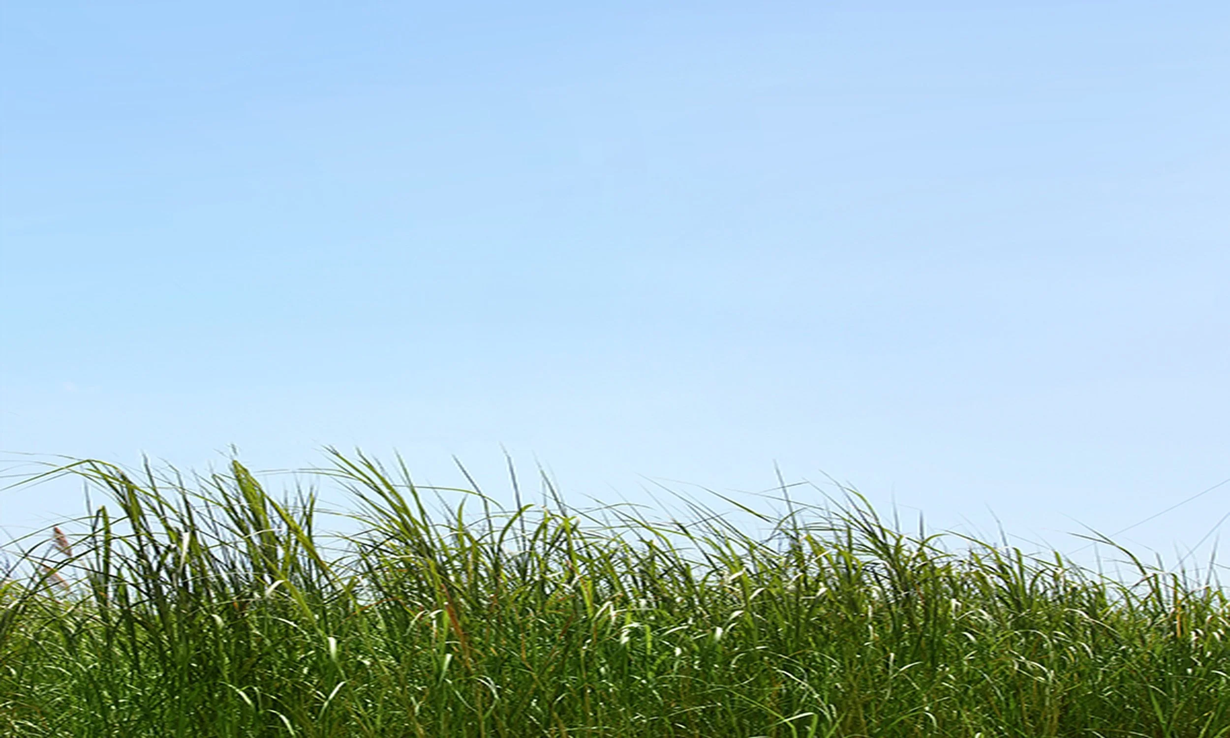 Holy Cow Beef | Beef | Free-Range Chicken | All-Natural Pork | Dairy ...